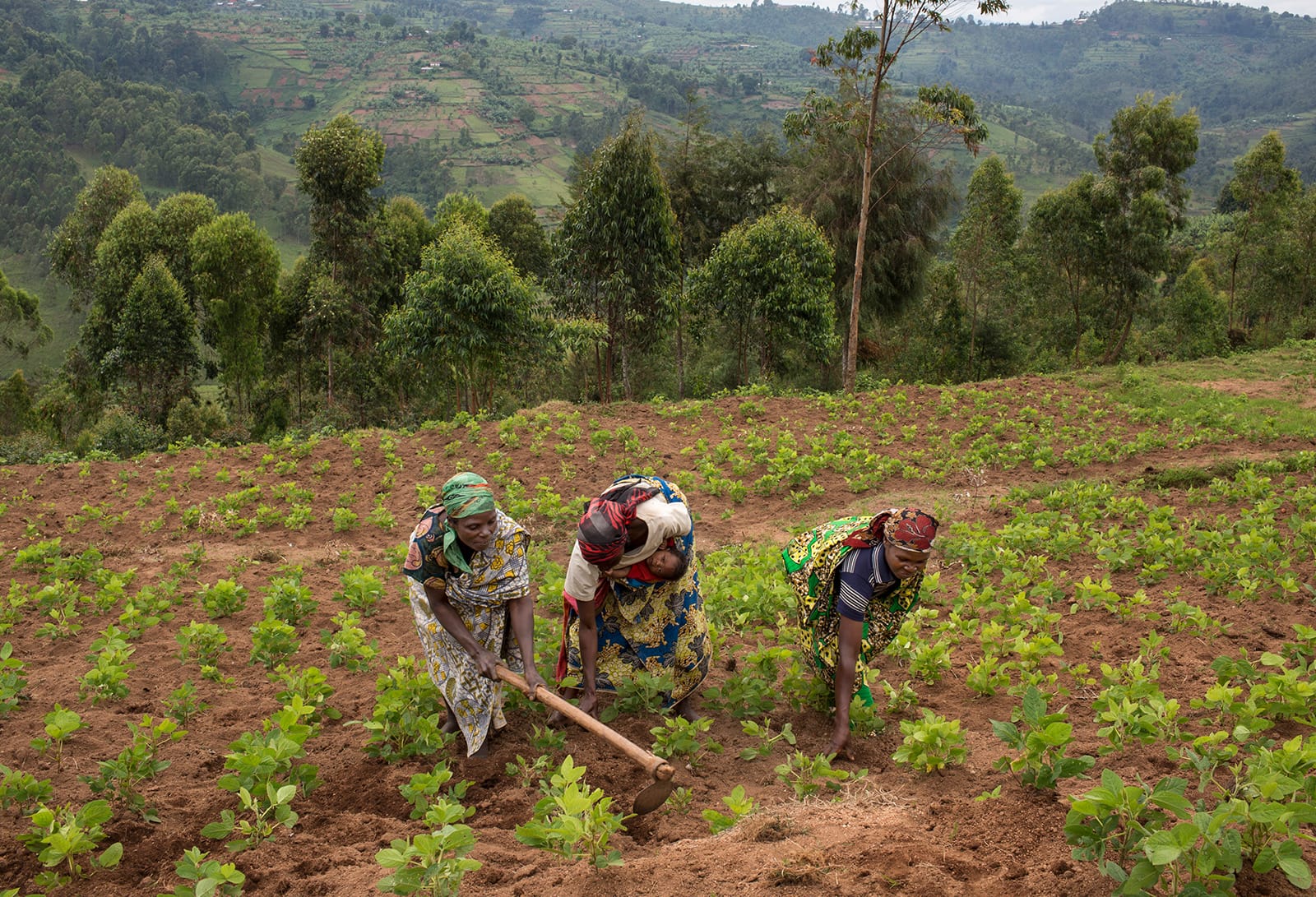 Sacred soil: why harvest is holy - Tearfund