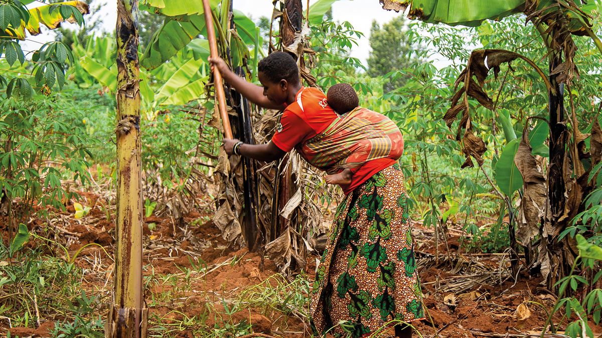 Prayer Diary: making the ground soft - Tearfund