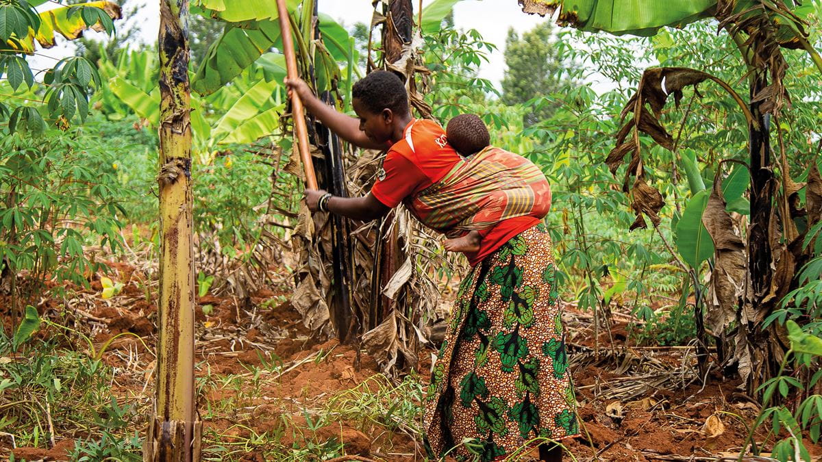 Prayer Diary: making the ground soft - Tearfund