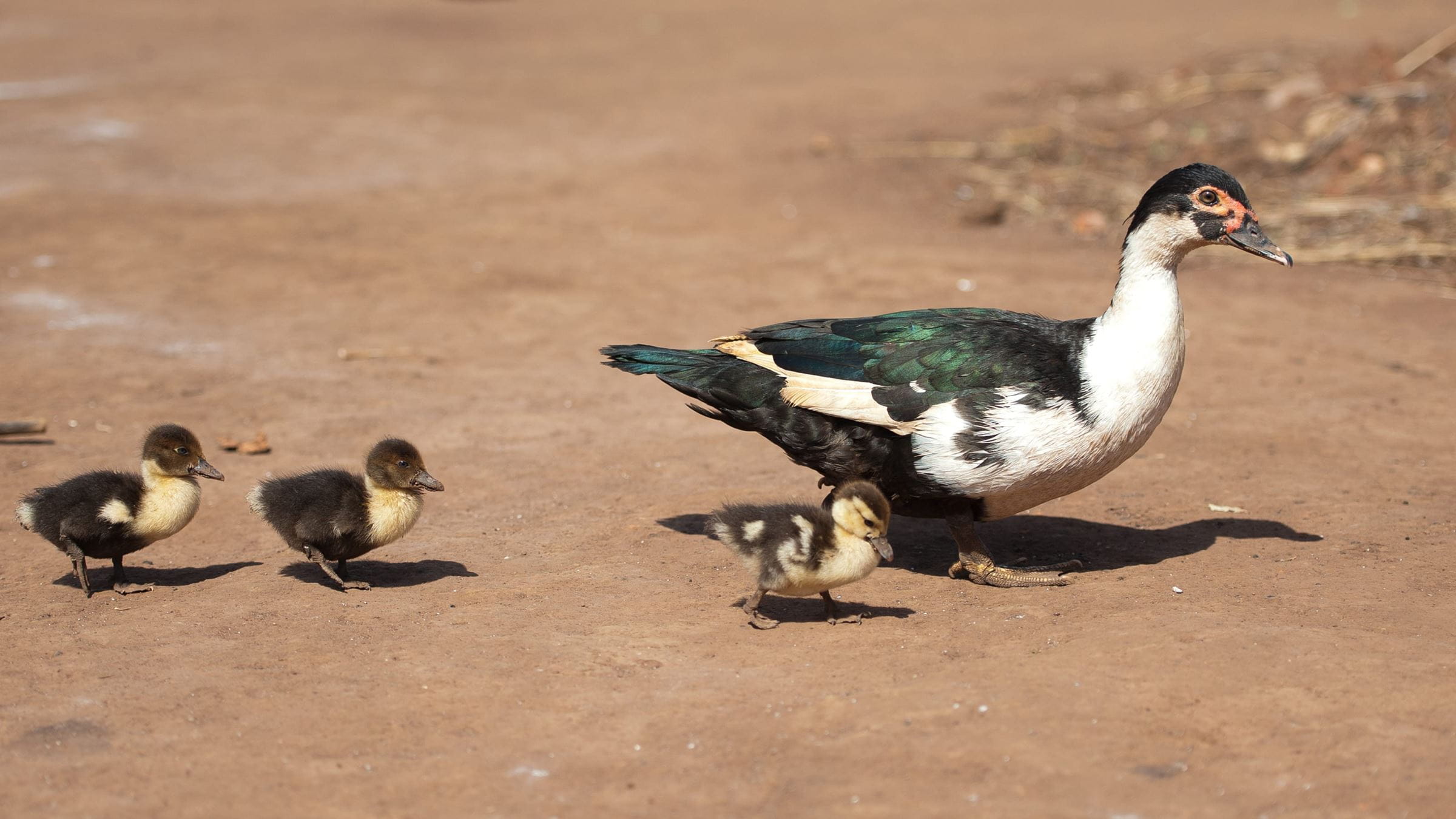How a Bible study helped a student set up a duck farm to fund his ...