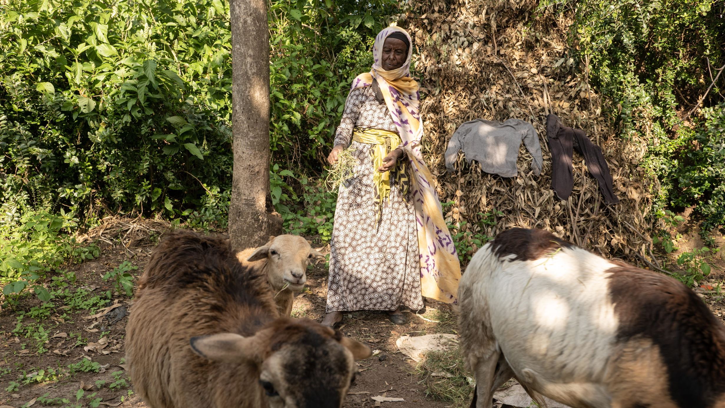 Zalika’s hunger-beating sheep and a group of self-help - Tearfund