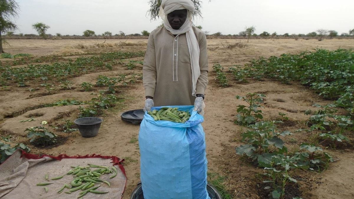 How Agroforestry is helping farmers fight hunger in Chad - Tearfund