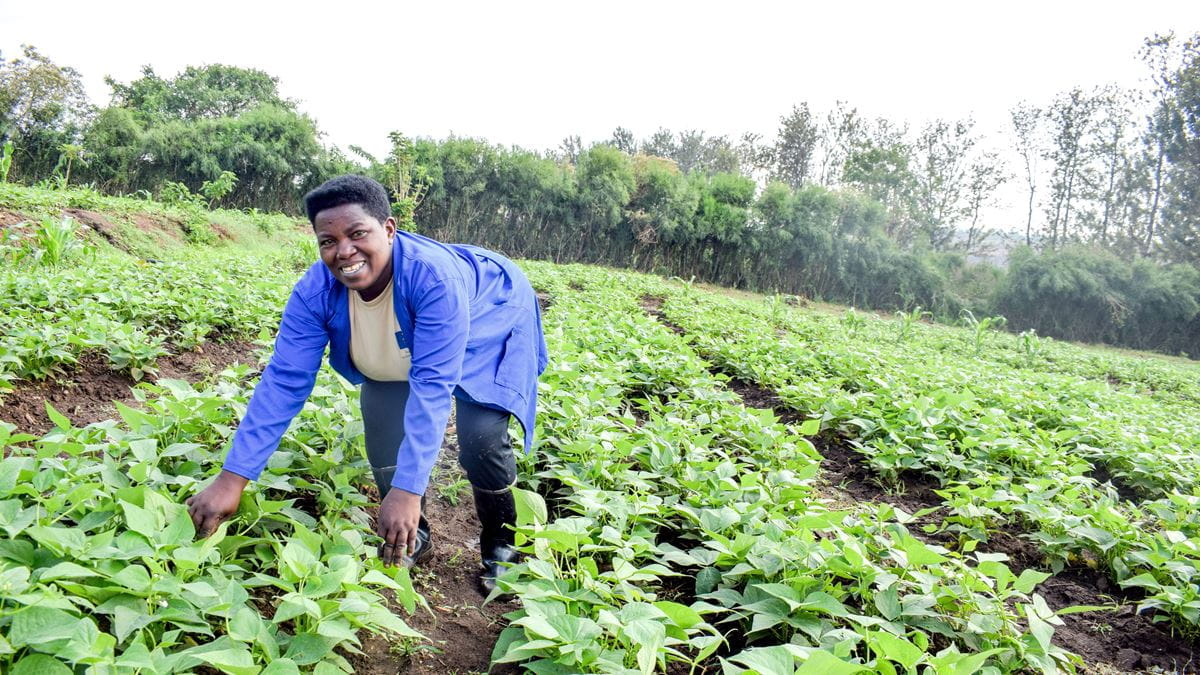 Beans, chillies and a recipe for success in Rwanda - Tearfund